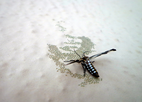 Arctiid moth | Project Noah