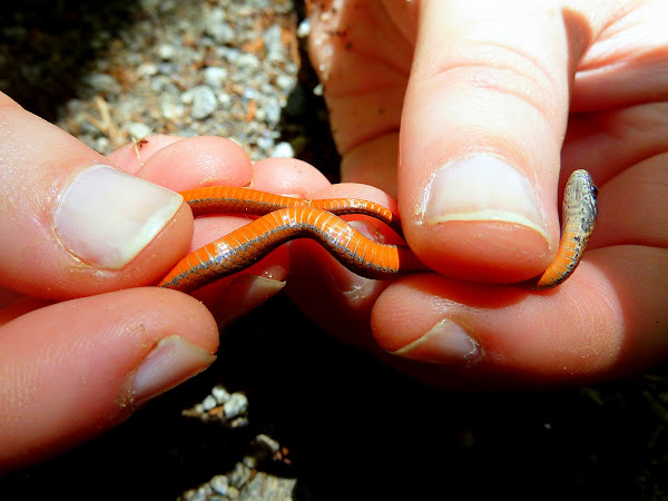 Northern Red-bellied Snake | Project Noah