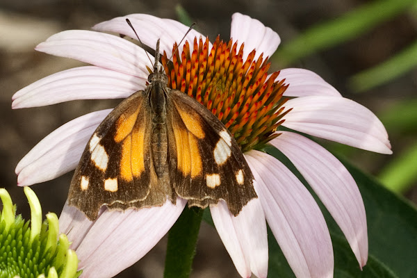 American Snout butterfly | Project Noah