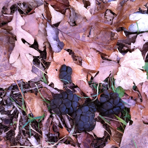 White-tailed deer scat | Project Noah