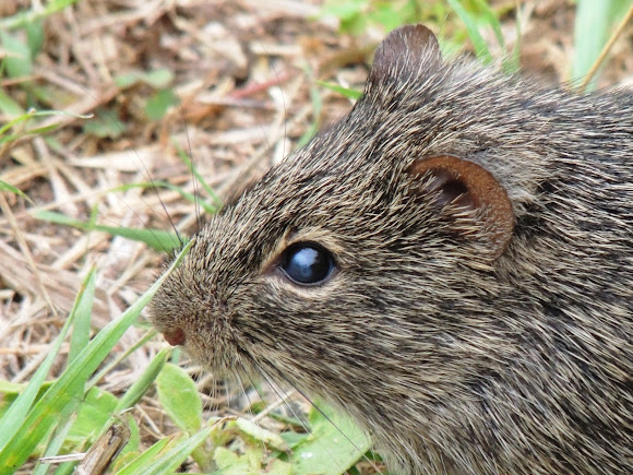 Hispid cotton rat | Project Noah