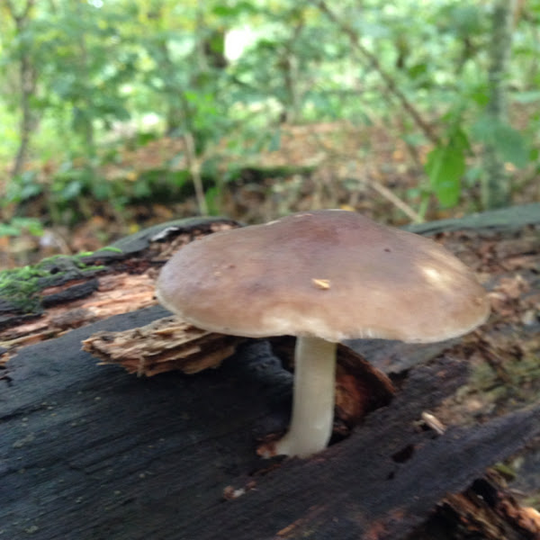 Deer Shield Mushroom | Project Noah