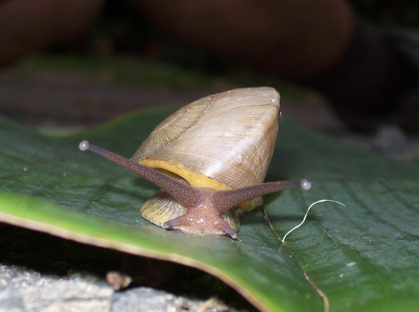 Caracol (Snail) | Project Noah