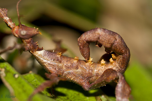 Spiny Leaf Insect | Project Noah