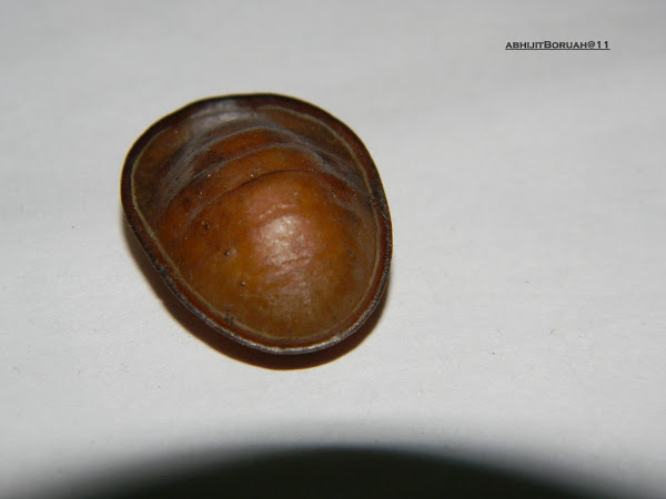 Liphyra brassolis caterpillar | Project Noah