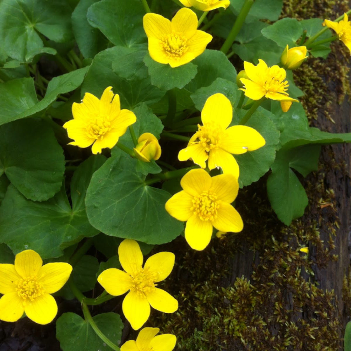 Marsh marigold | Project Noah