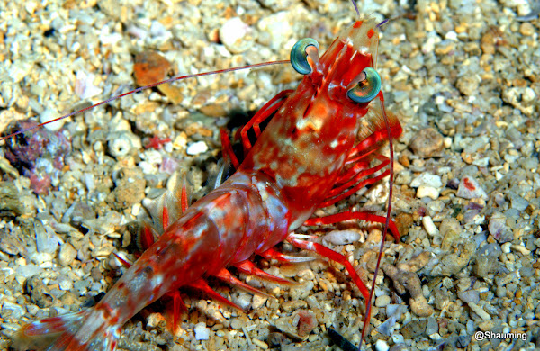 Humpback Prawn | Project Noah