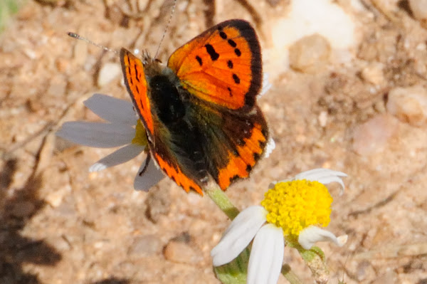 Common Copper, Manto bicolor | Project Noah