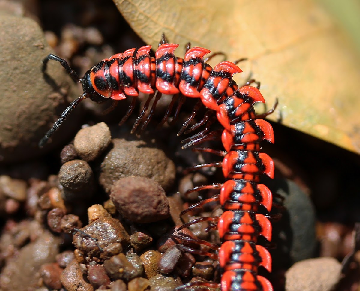 Tractor Millipede | Project Noah