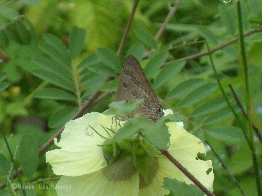 Large Guava Blue | Project Noah