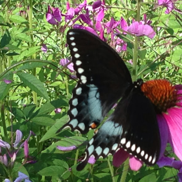 Spicebush Swallowtail | Project Noah
