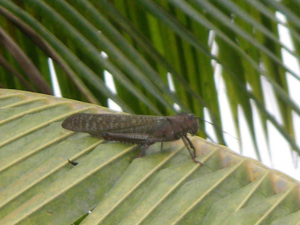 South American Locust | Project Noah