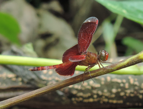 Common parasol | Project Noah