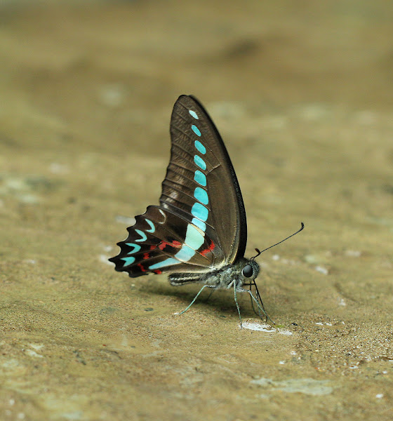 Milon's Swallowtail | Project Noah