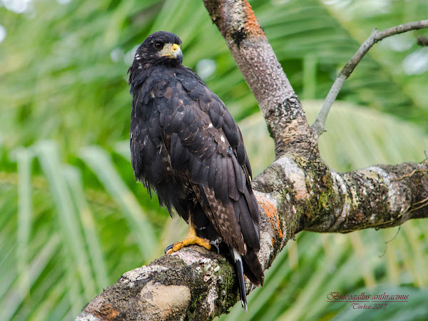 Common Black Hawk | Project Noah