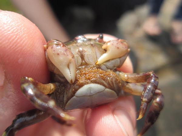 Asian Shore Crab | Project Noah