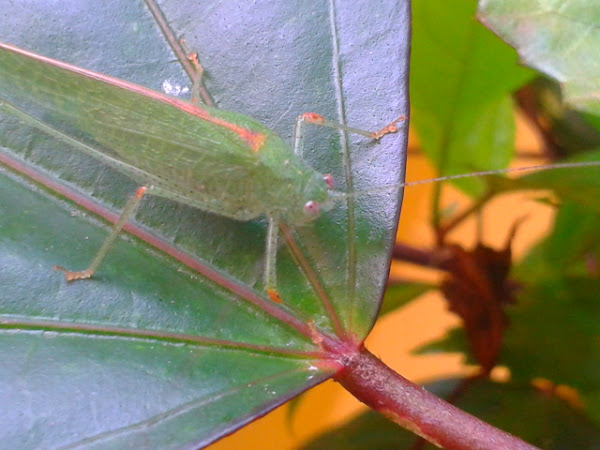 Angle-wing katydid | Project Noah