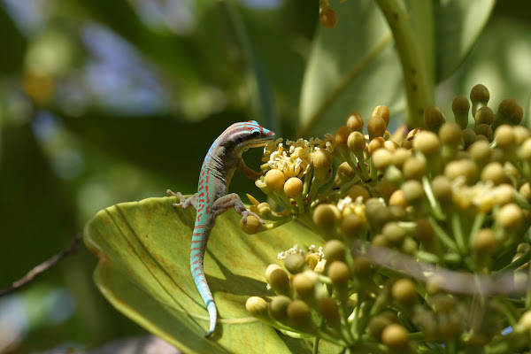 Mauritius ornate day gecko | Project Noah