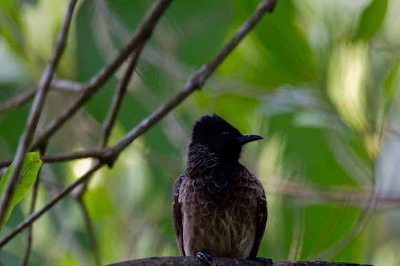 Red-vented Bulbul | Project Noah