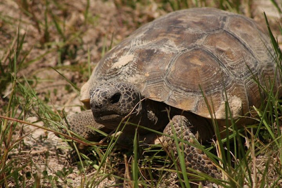 Gopher tortoise | Project Noah