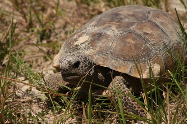 Gopher tortoise | Project Noah