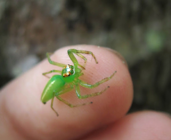 Jumping Spider | Project Noah