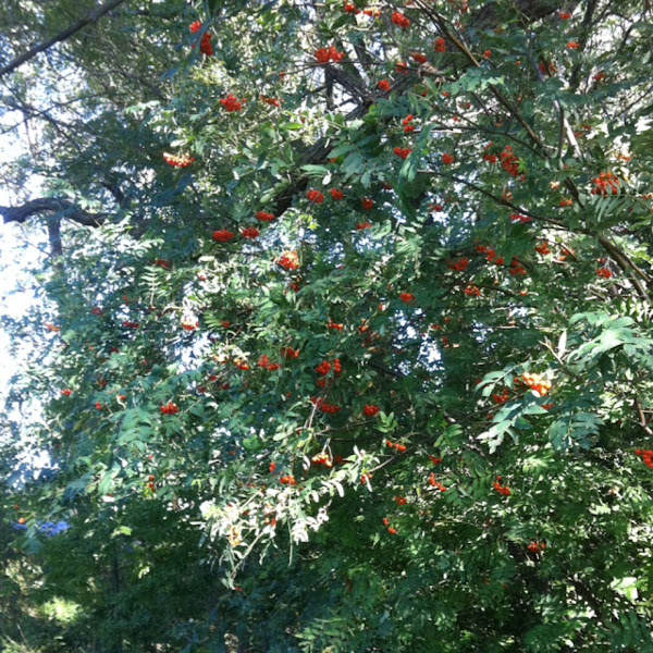 European Rowan | Project Noah