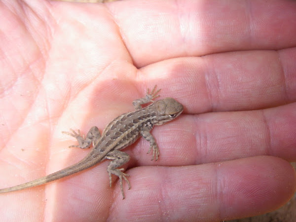 Common Sagebrush Lizard | Project Noah