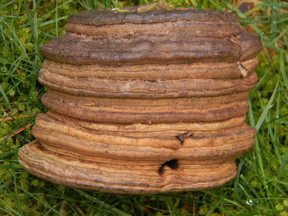 Artist's Conk | Project Noah