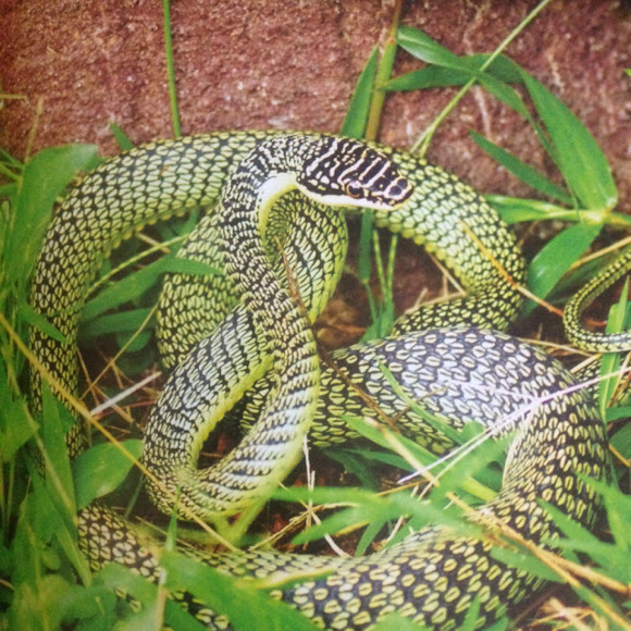 Chrysopelea paradise | Project Noah