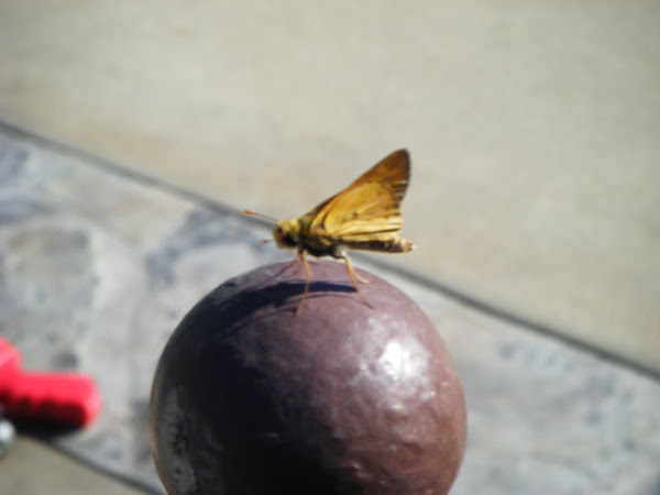 Orange Skipperling | Project Noah