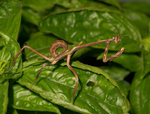 Unicorn Mantis | Project Noah