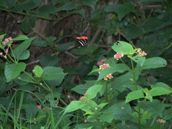 Erato longwing | Project Noah