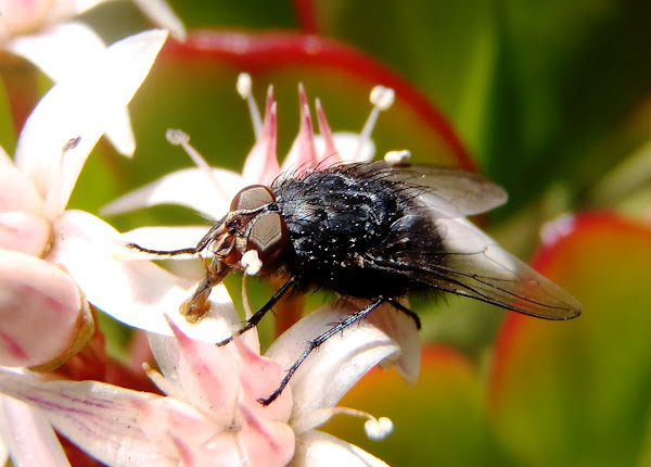 Mosca negra, Black fly | Project Noah