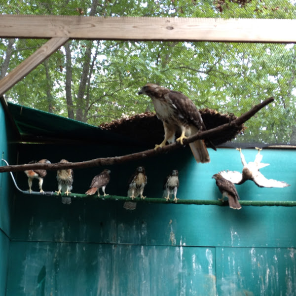 Red-tailed Hawks | Project Noah