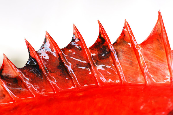 Shortsoine Thornyhead | Project Noah