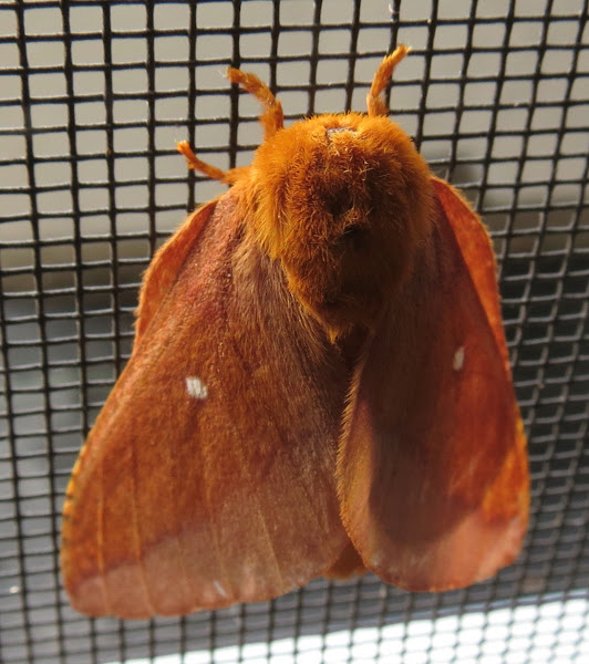 Pink striped oakworm moth | Project Noah