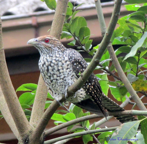 Asian Koel(Female) | Project Noah