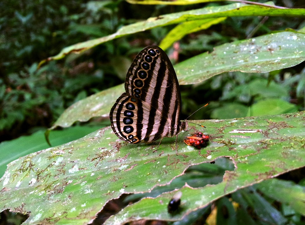 Striped Ringlet | Project Noah