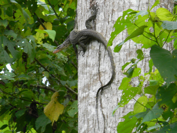 mangrove or Pacific monitor lizard | Project Noah