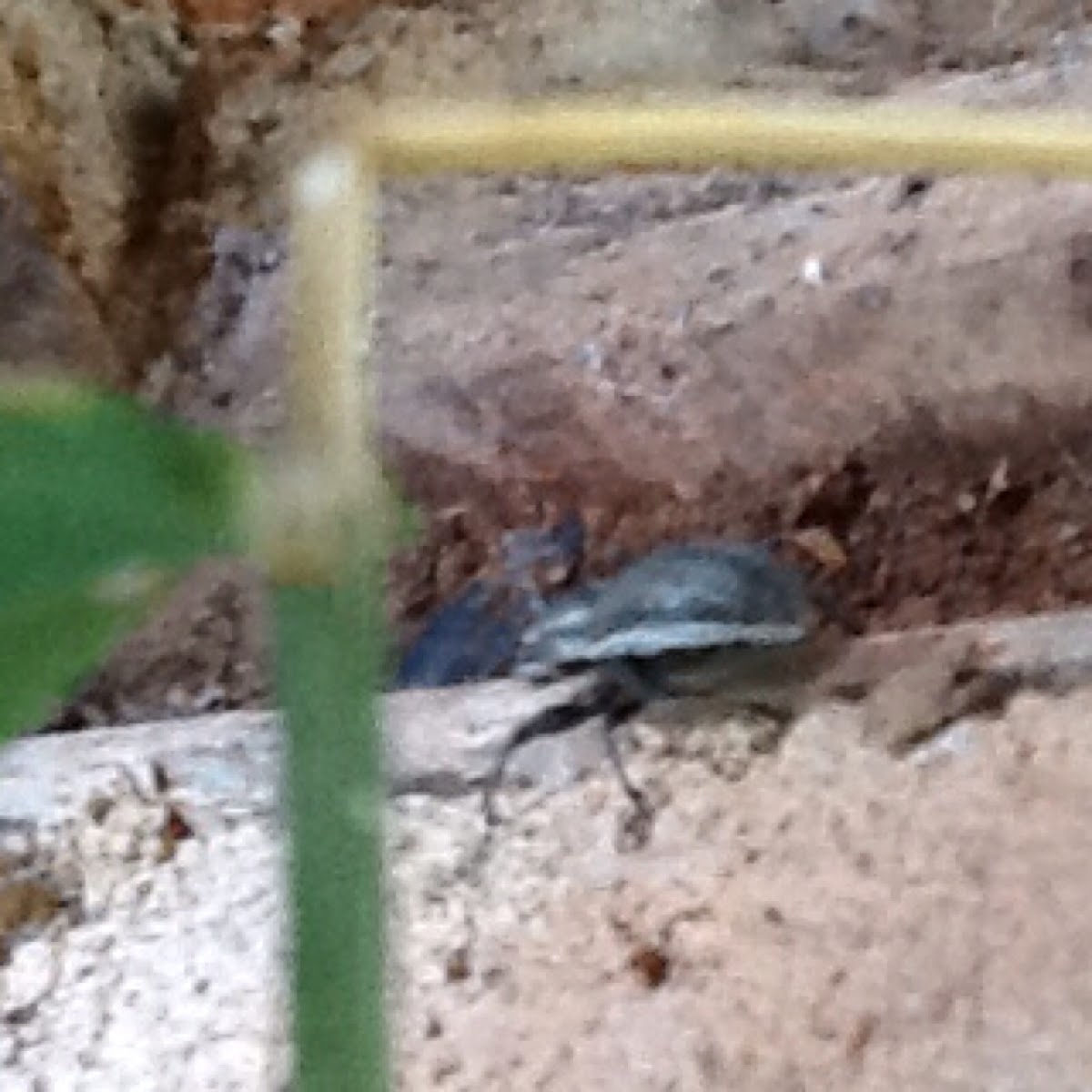 White-fringed weevil | Project Noah