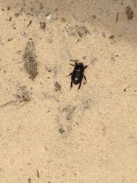 American Oil Beetle | Project Noah