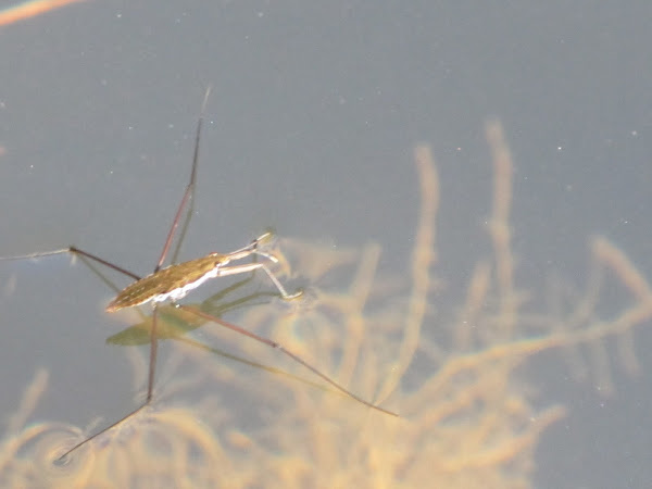 Spotting | Project Noah