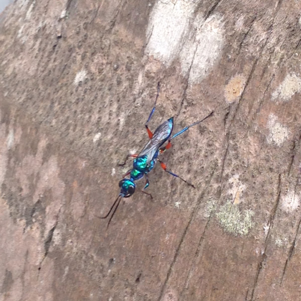 Emerald Cockroach Wasp | Project Noah