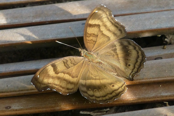 Chocolate Pansy | Project Noah