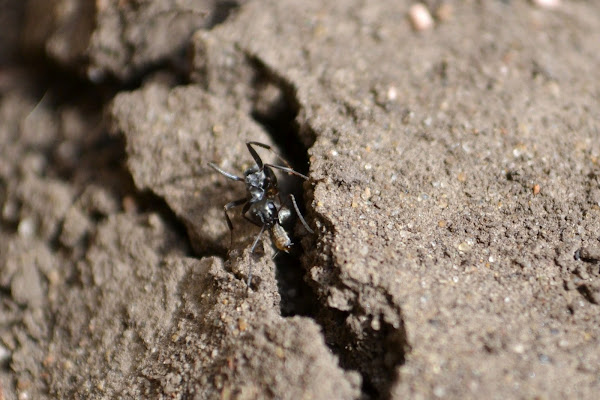 Silky Ant | Project Noah