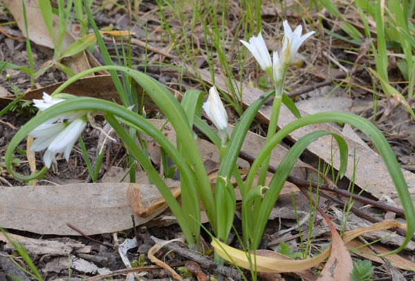 Angled Onion | Project Noah