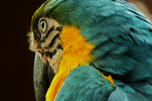 Blue and Yellow Macaw Parrot | Project Noah