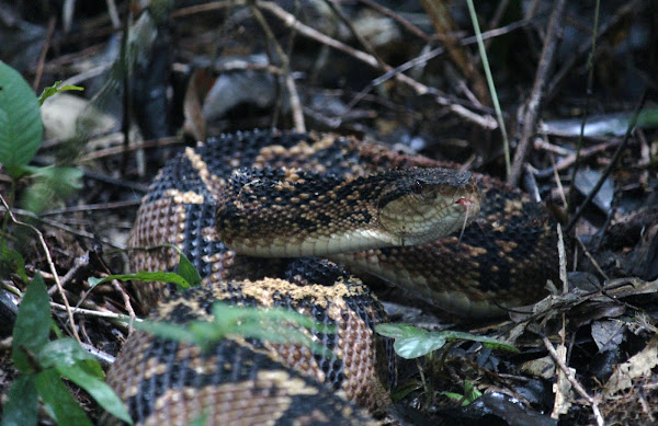 Bushmaster | Project Noah