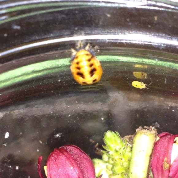 Multicolored Asian Lady Beetle pupa | Project Noah